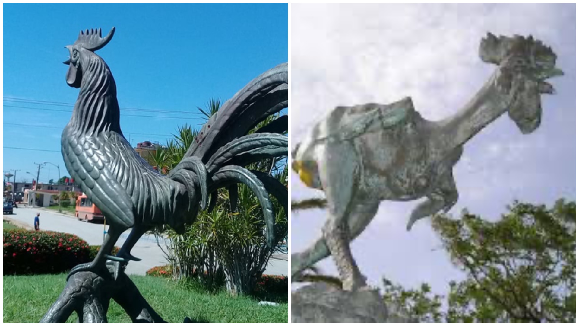 El Gallo de Morón: Símbolo de Identidad y Orgullo en Cuba